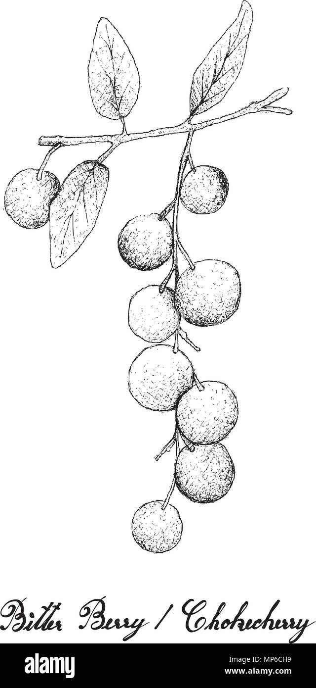 Tropical Fruits, Illustration of Hand Drawn Sketch Fresh Bitter Berries ...