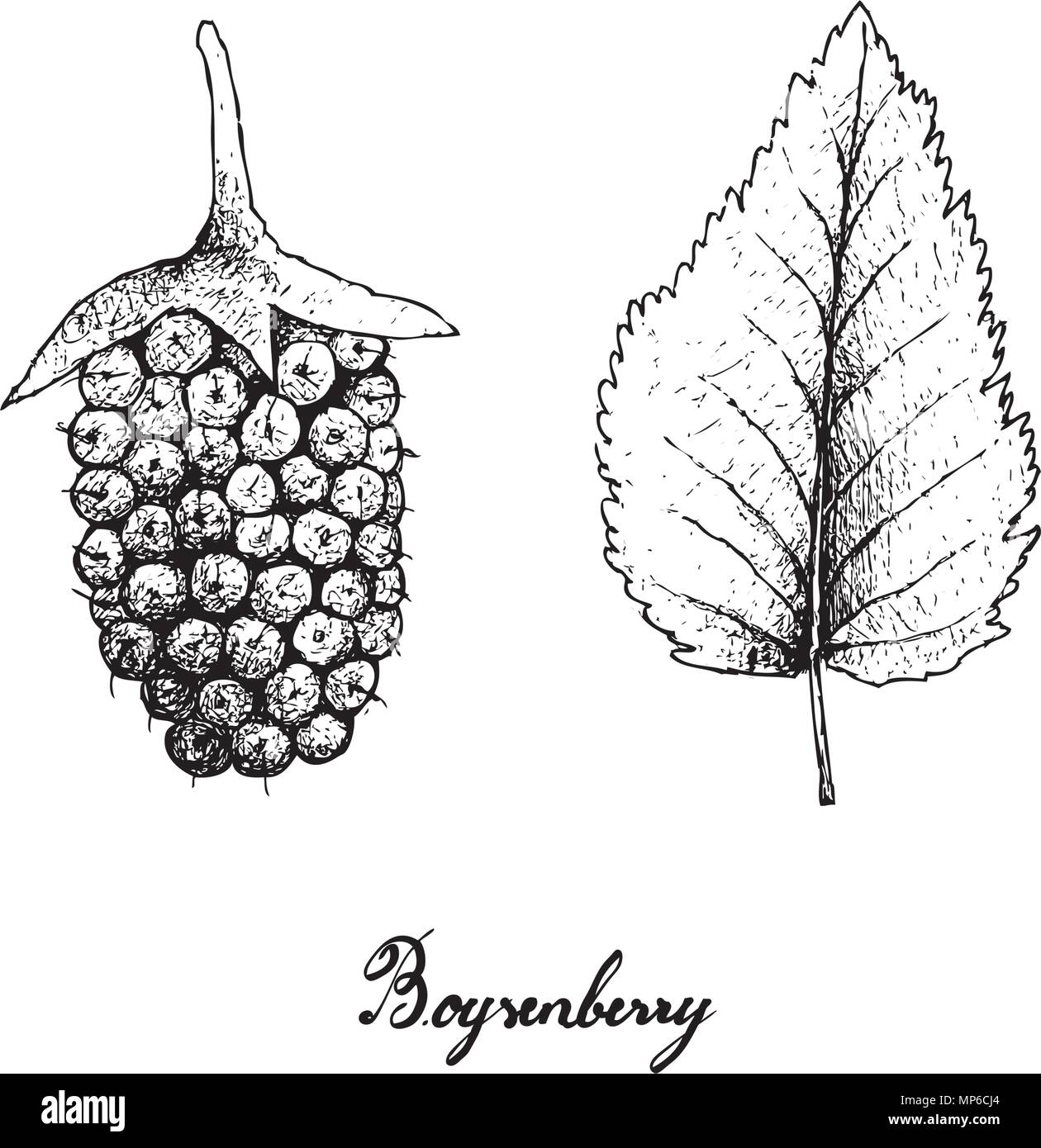 Berry Fruits, Illustration of Hand Drawn Sketch Delicious Fresh ...