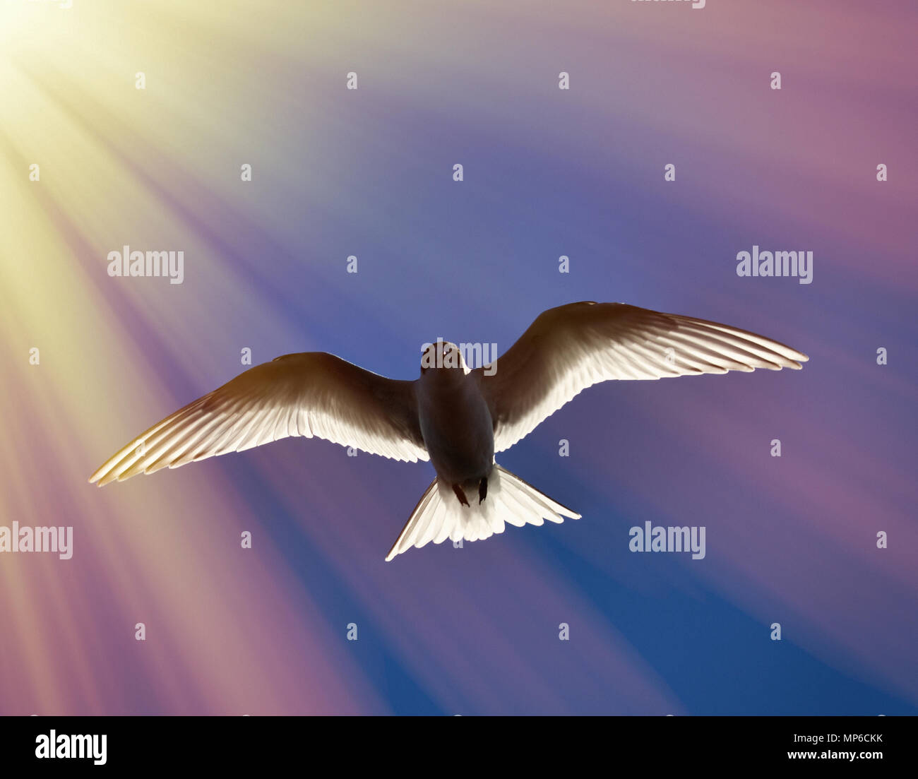 Young river tern (Common Tern, scray, Sterna hirundo) flying, hangs in ...