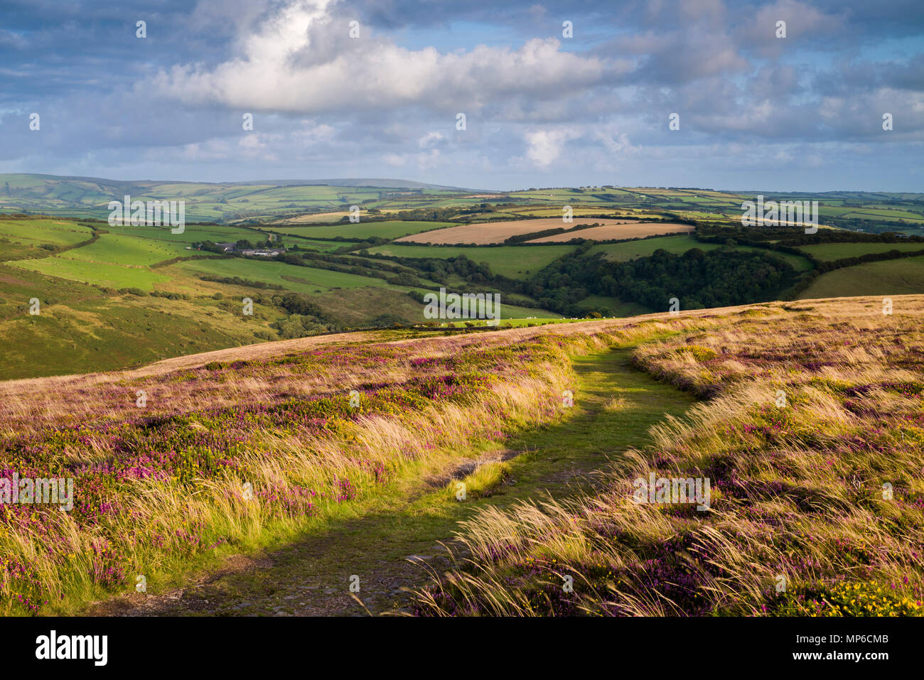 The South West Coast Path at Great Hangman in late summer in Exmoor ...