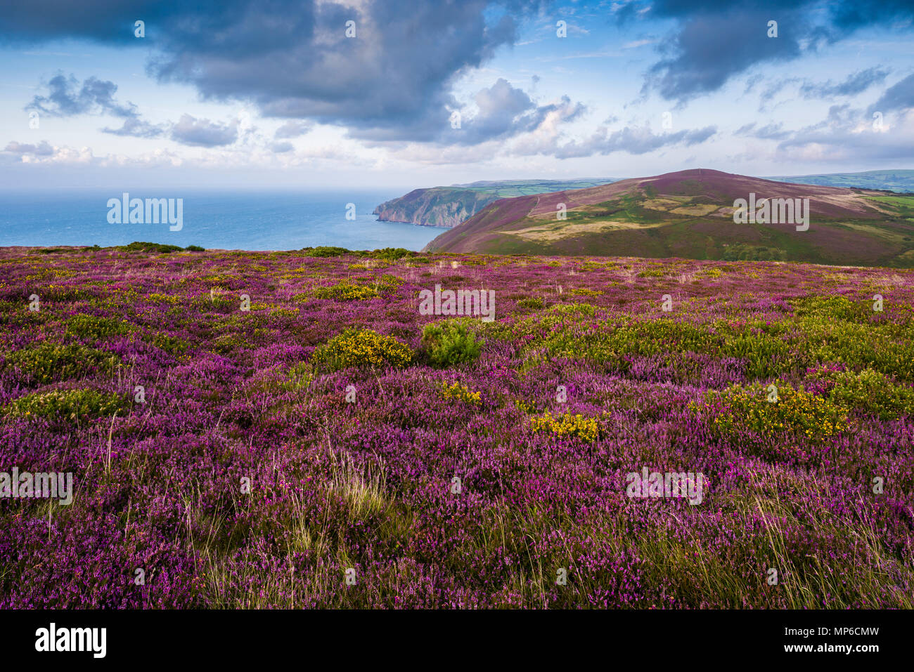 Common Heather in bloom along the South West Coast Path at Great ...