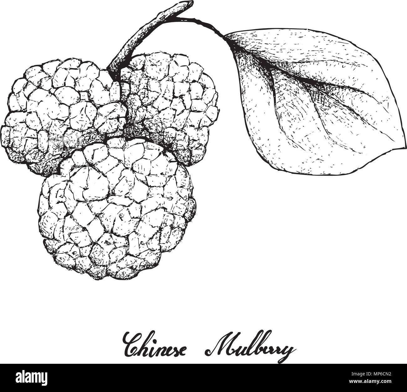 Bunch of mulberries Stock Vector Images - Alamy