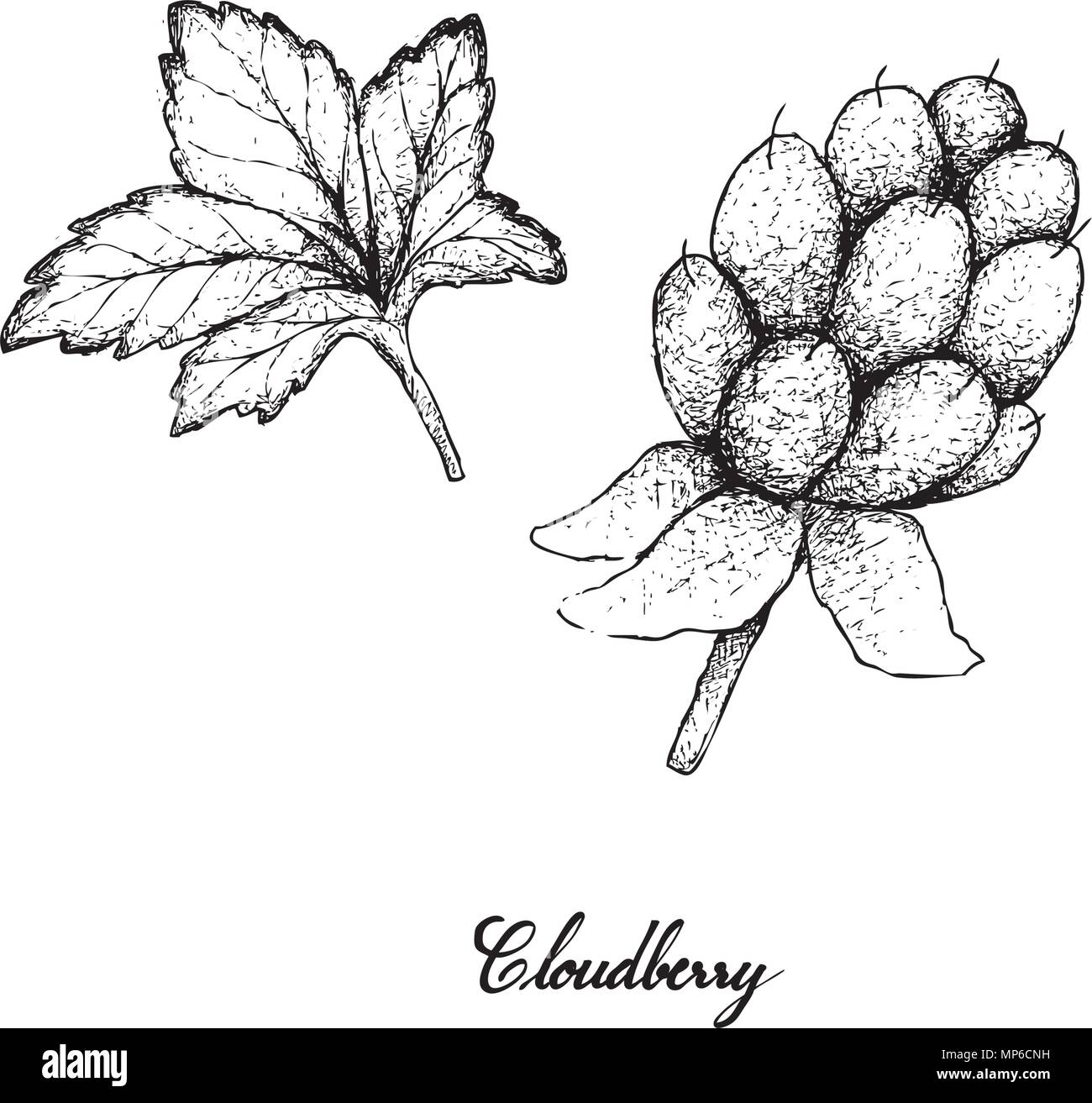 Berry Fruits, Illustration of Hand Drawn Sketch Delicious Fresh ...