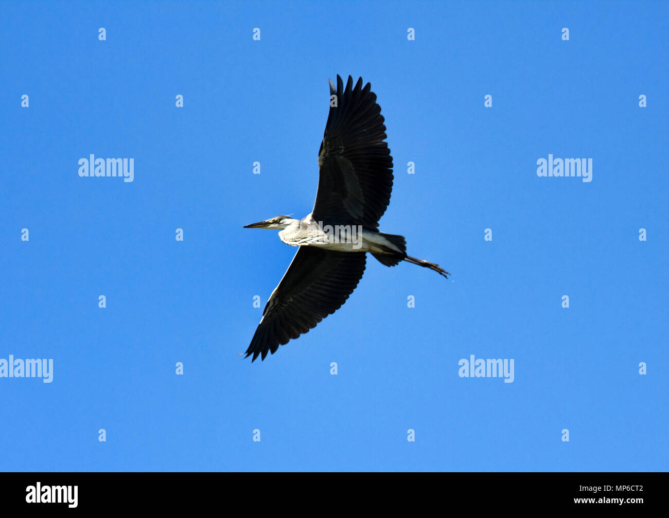 Piscivorous hi-res stock photography and images - Alamy