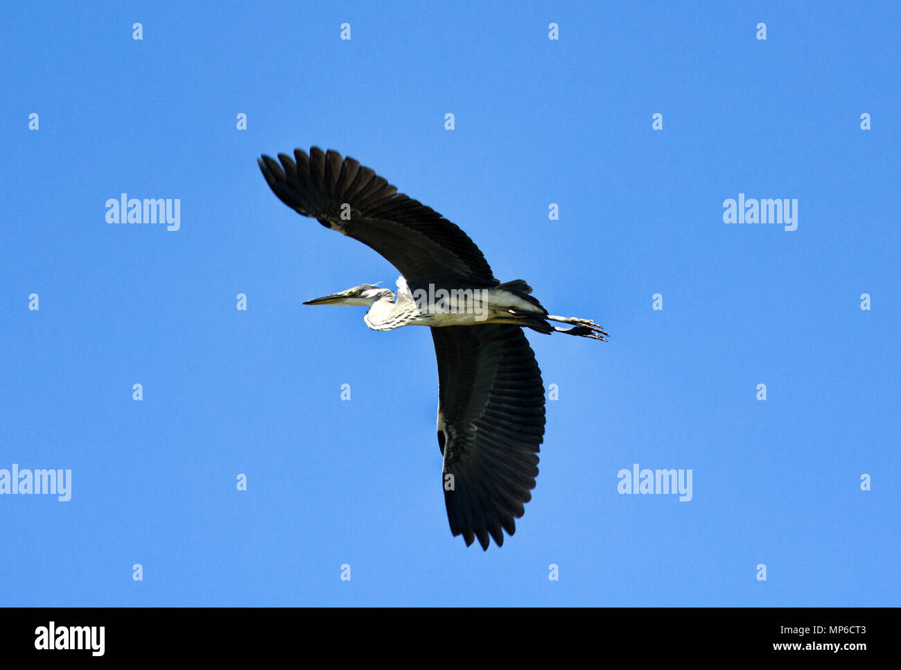 Piscivorous hi-res stock photography and images - Alamy