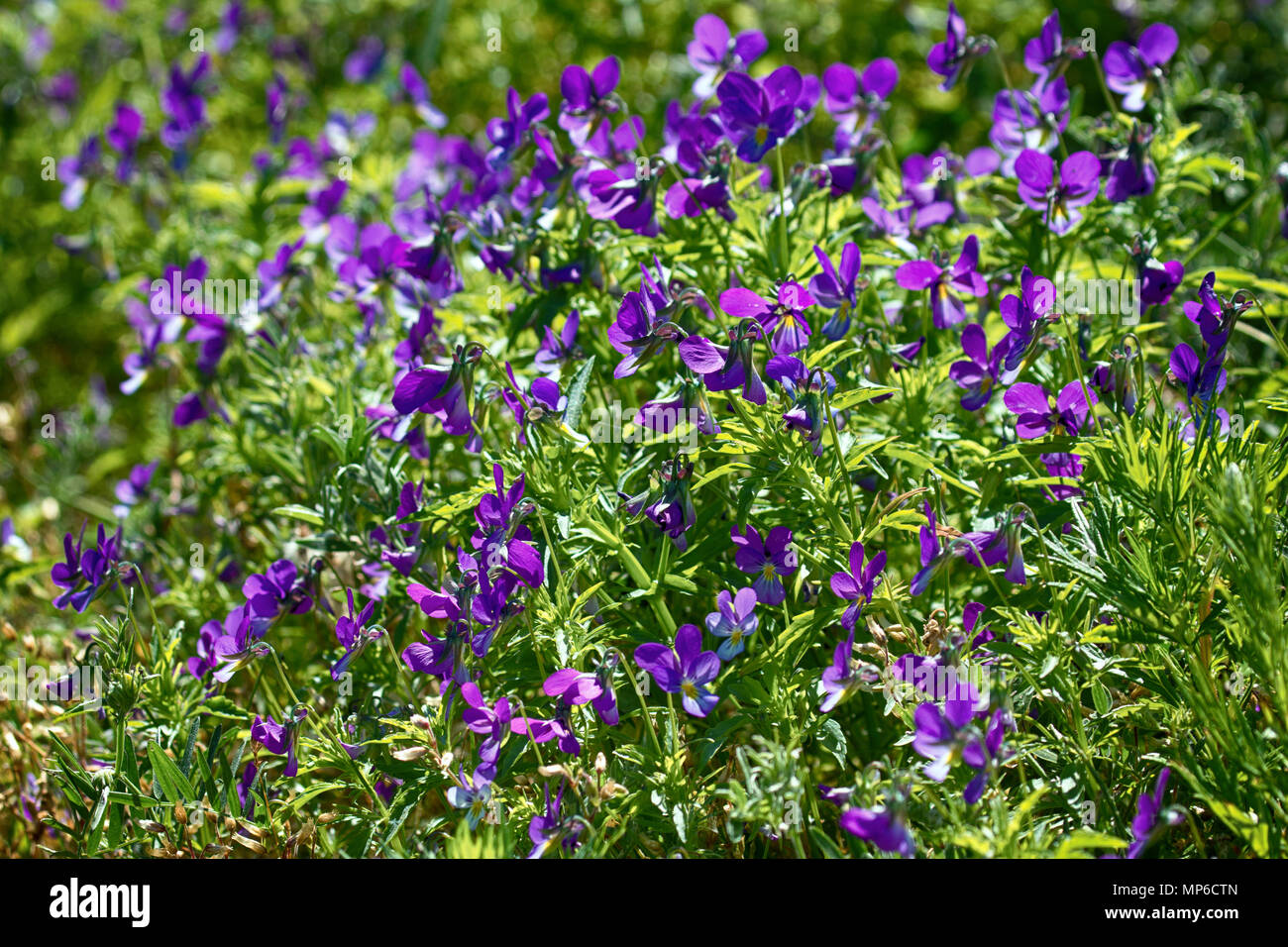 Blue marine violet (Viola odorata maritima) in middle of summer bloom ...