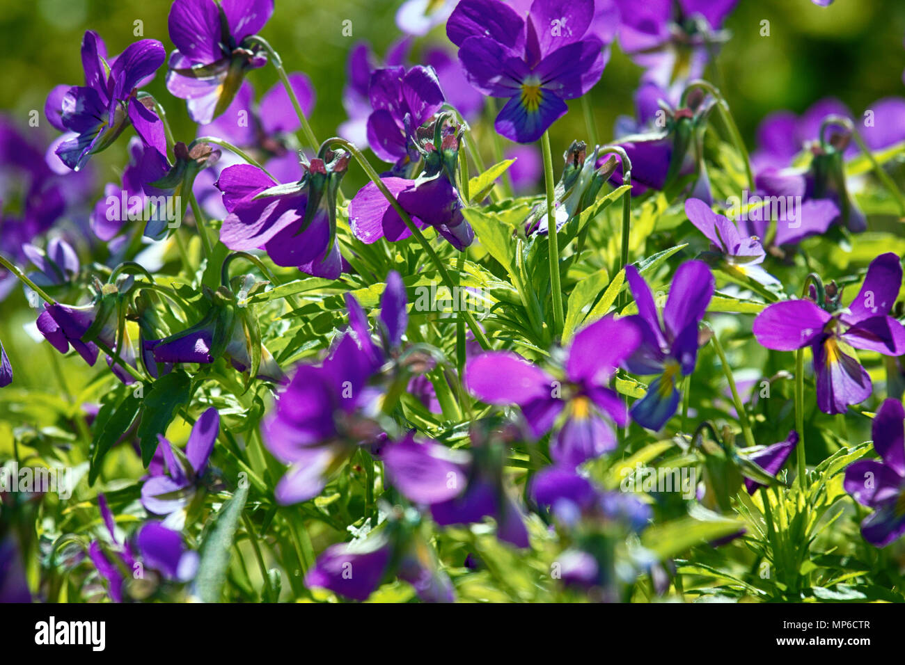 Blue marine violet (Viola odorata maritima) in middle of summer bloom ...