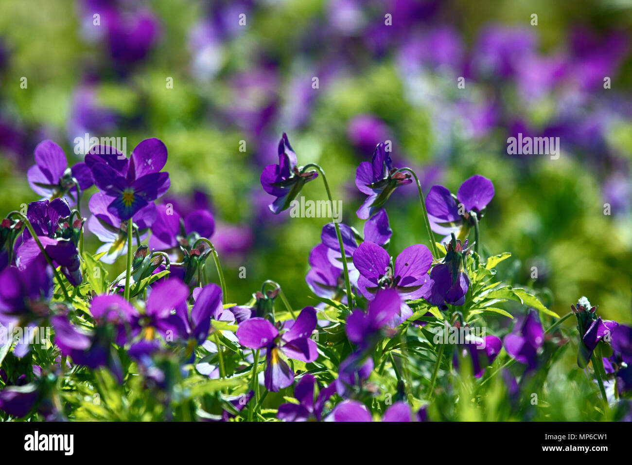 Blue marine violet (Viola odorata maritima) in middle of summer bloom ...
