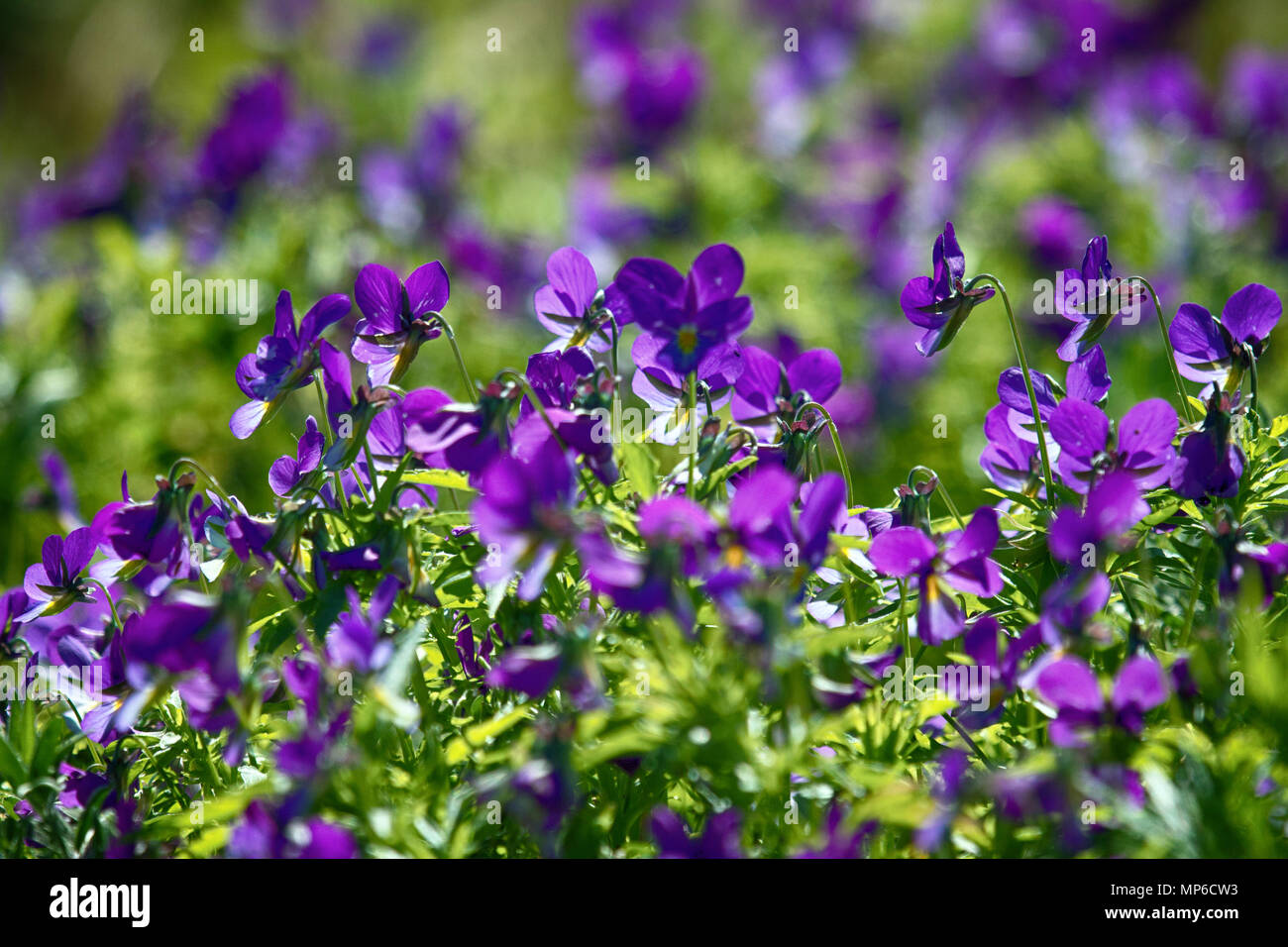 Blue marine violet (Viola odorata maritima) in middle of summer bloom ...