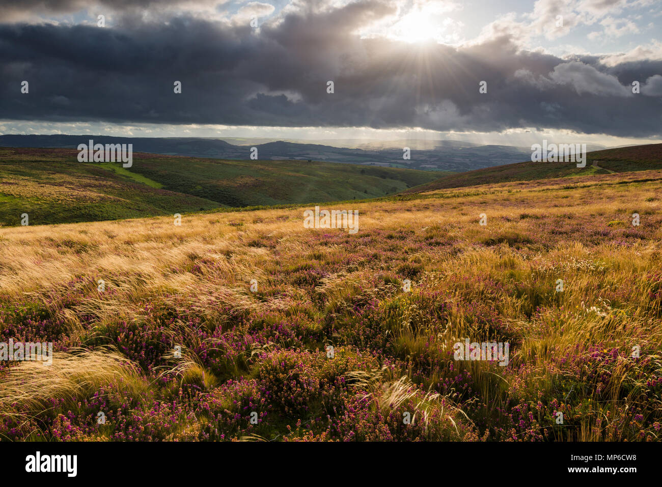 Heathland on the Quantock Hills in late summer. Bicknoller, Somerset ...