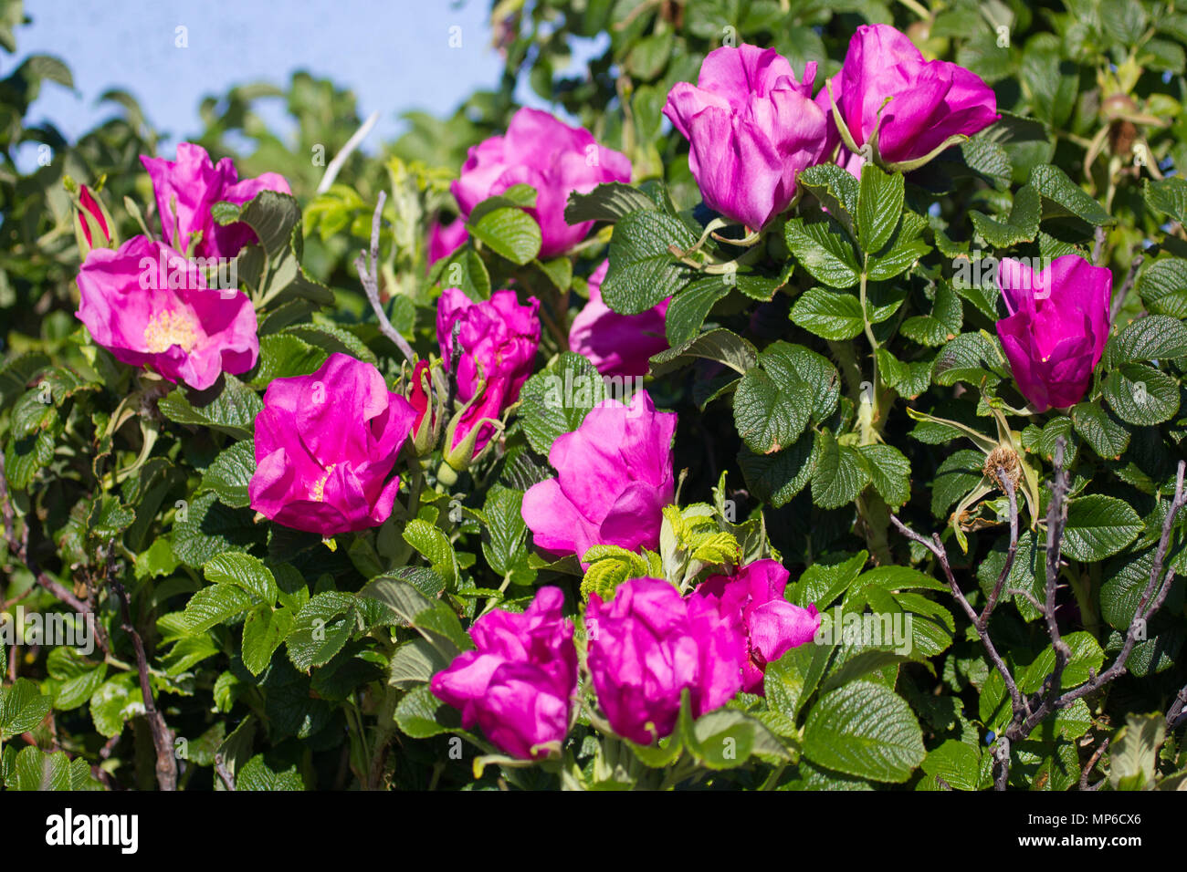 Wild rose, ramanas rose (Rosa rugosa rubra) blooms and fills air with ...