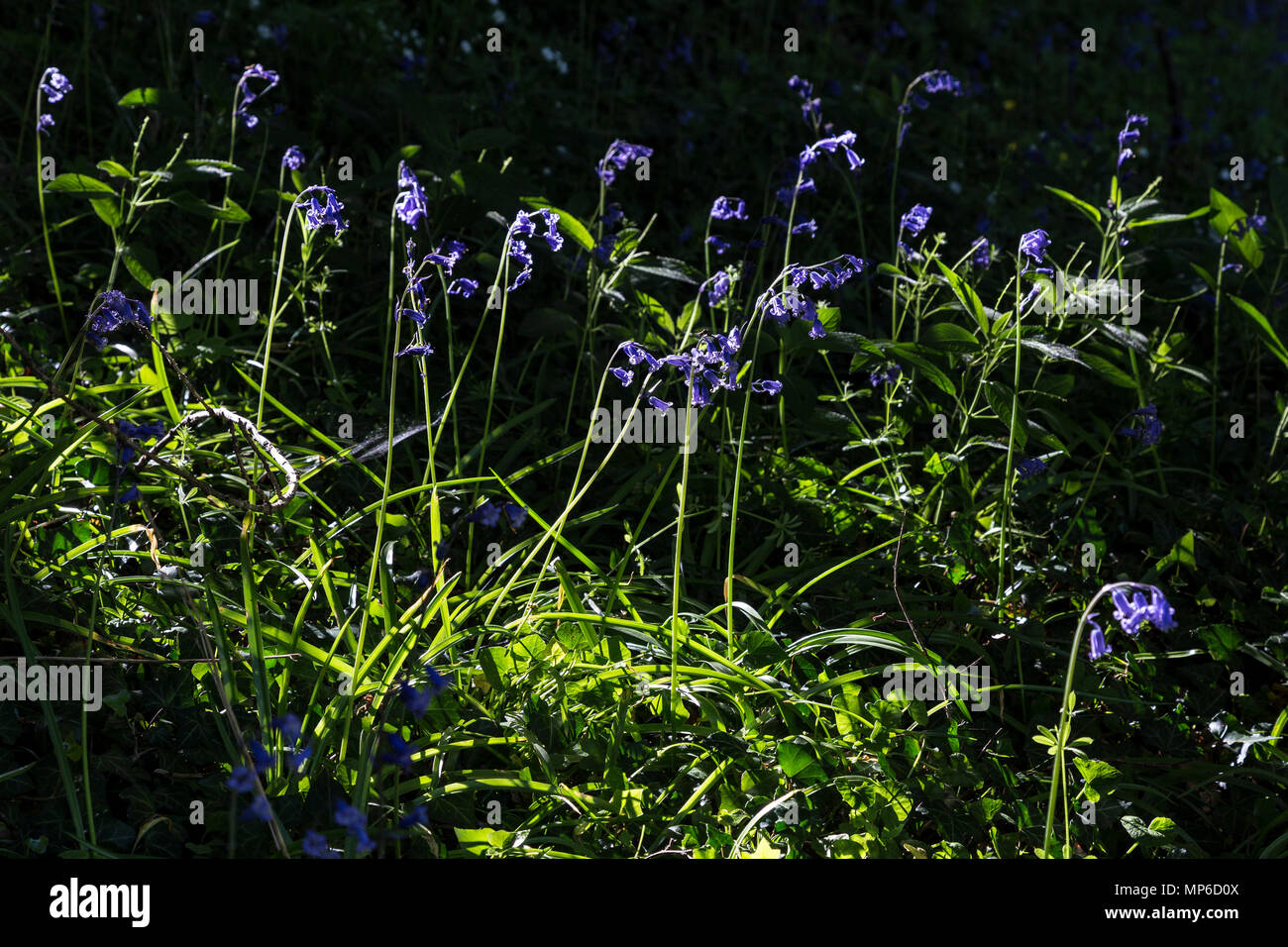 A European woodland plant of the lily family that produces clusters of ...
