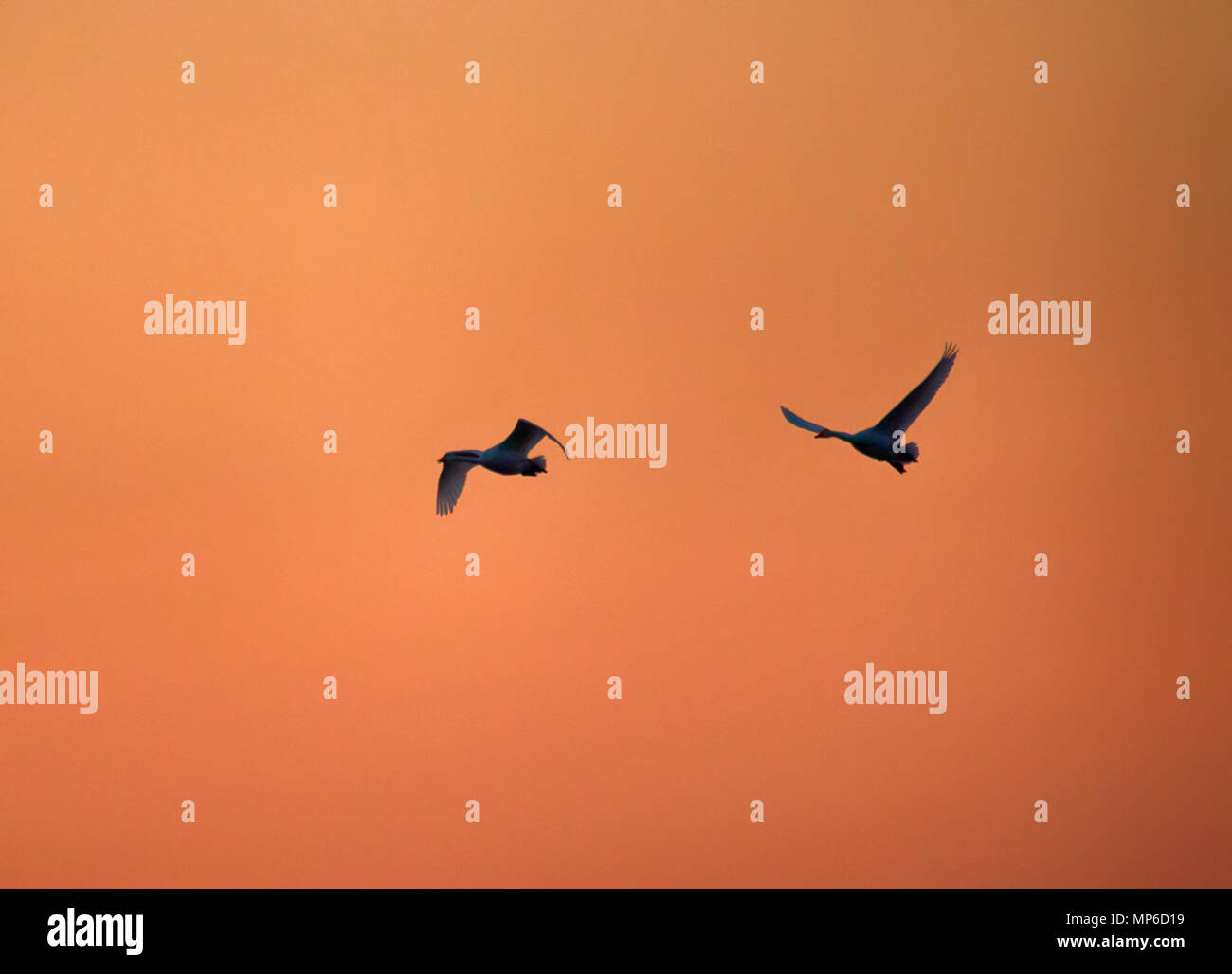 Flying Cygnus Dusk High Resolution Stock Photography and Images - Alamy