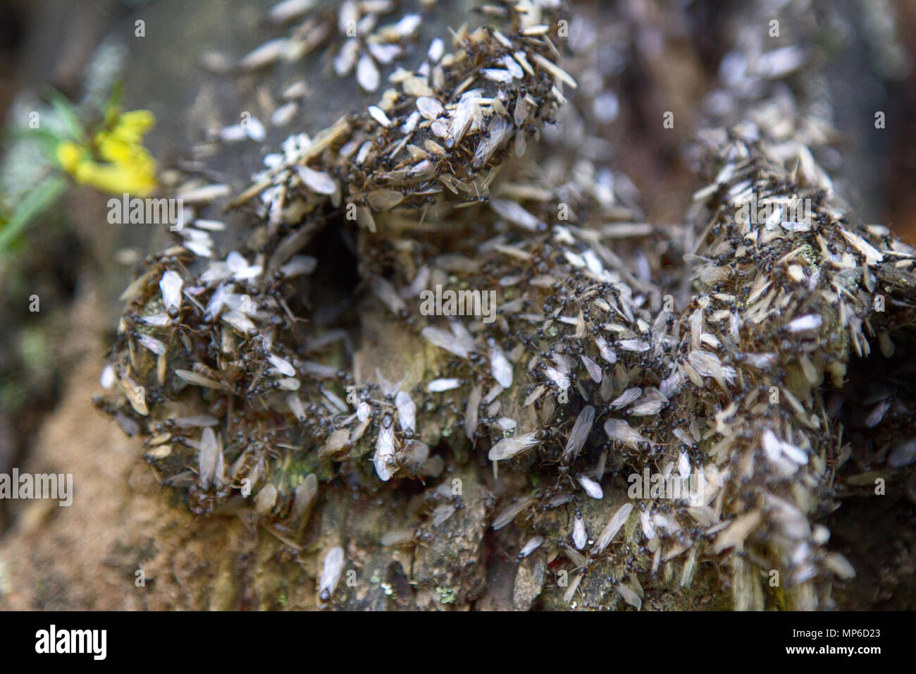Swarming, mating flight of wood ants. Most important for what ants live ...