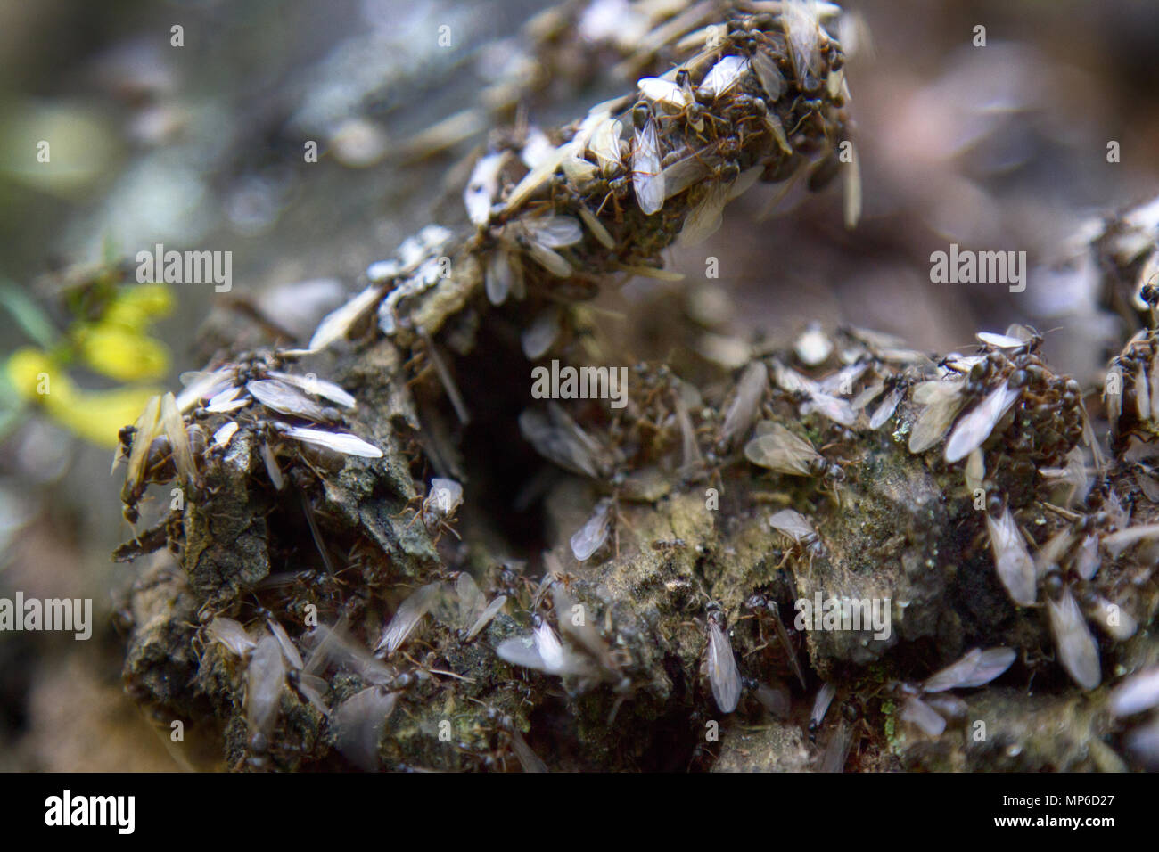 Swarming, mating flight of wood ants. Most important for what ants live ...