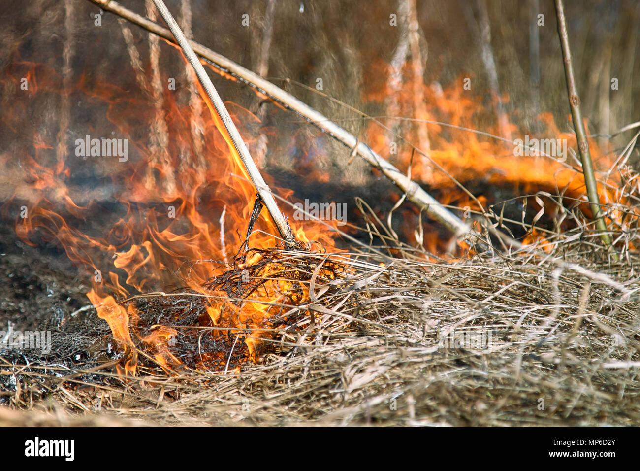 Steppe insects hi-res stock photography and images - Alamy