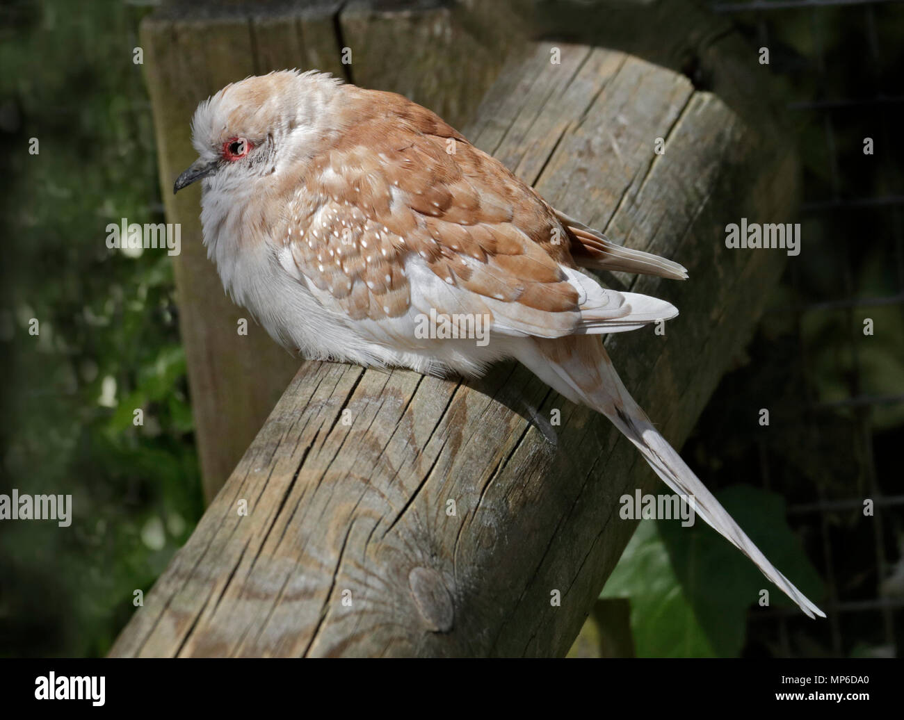 Diamond doves pet hi-res stock photography and images - Alamy
