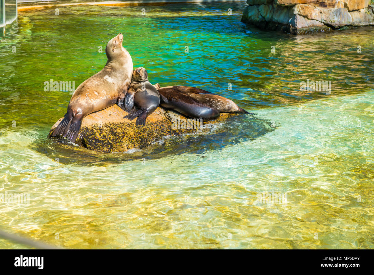 Sealfamily hi-res stock photography and images - Alamy
