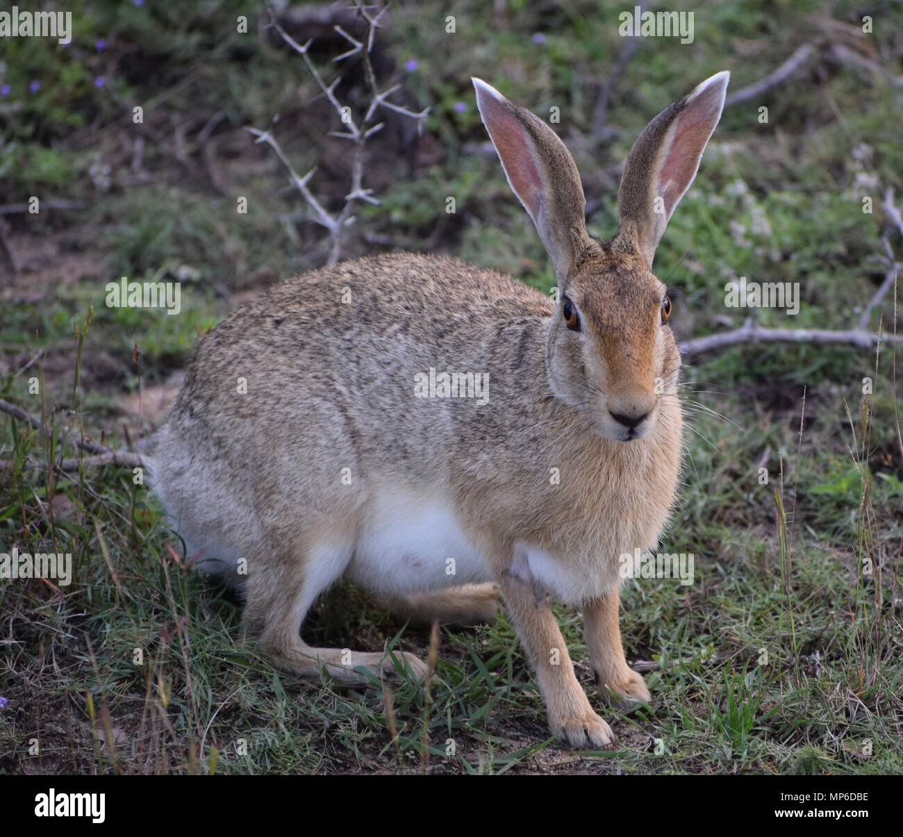 Indian hare black naped hare lepus hi-res stock photography and images ...