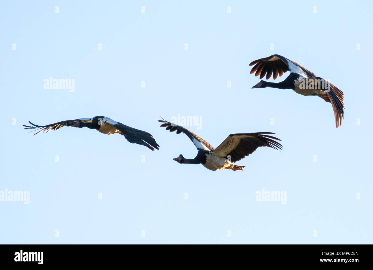 Magpie geese flying hi-res stock photography and images - Alamy