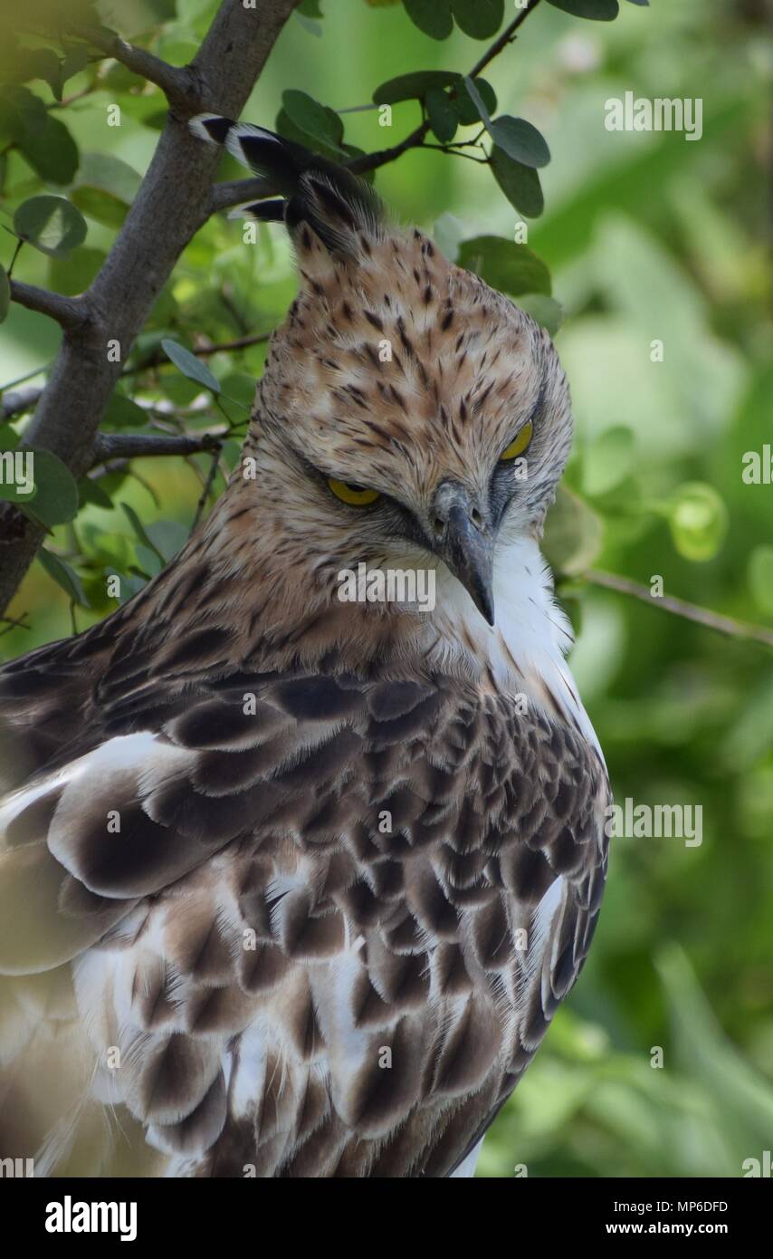 Crested Hawk-eagle Staring at Camera Stock Photo - Alamy