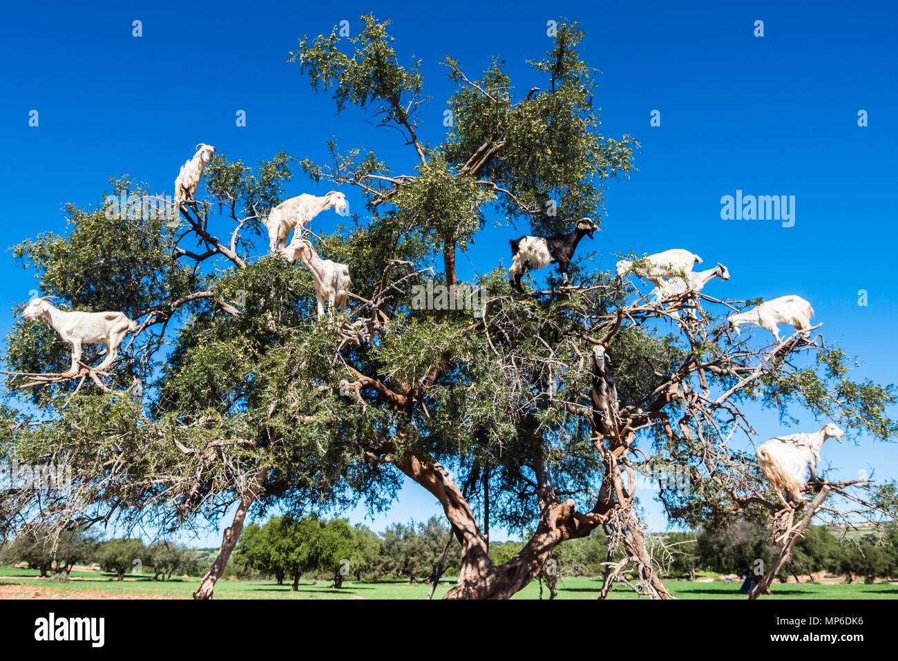 Moroccan goats in an Argan tree (Argania spinosa) eating Argan nuts ...