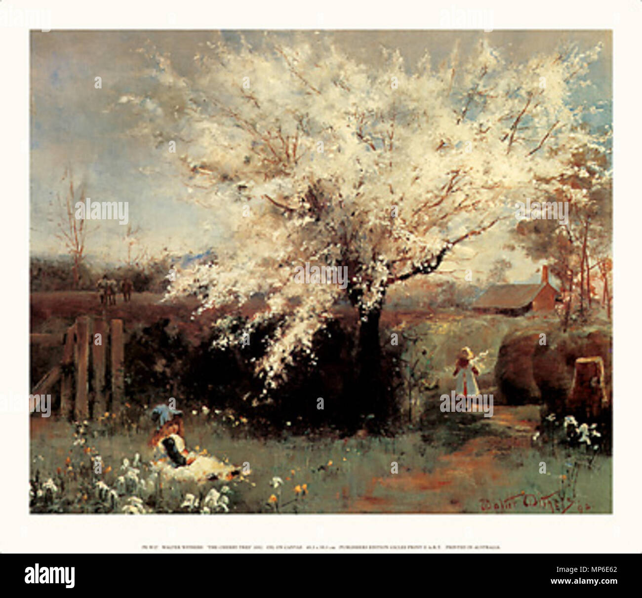 . English: THE CHERRY PLUM TREE . before 1914. 1170 THE CHERRY PLUM ...
