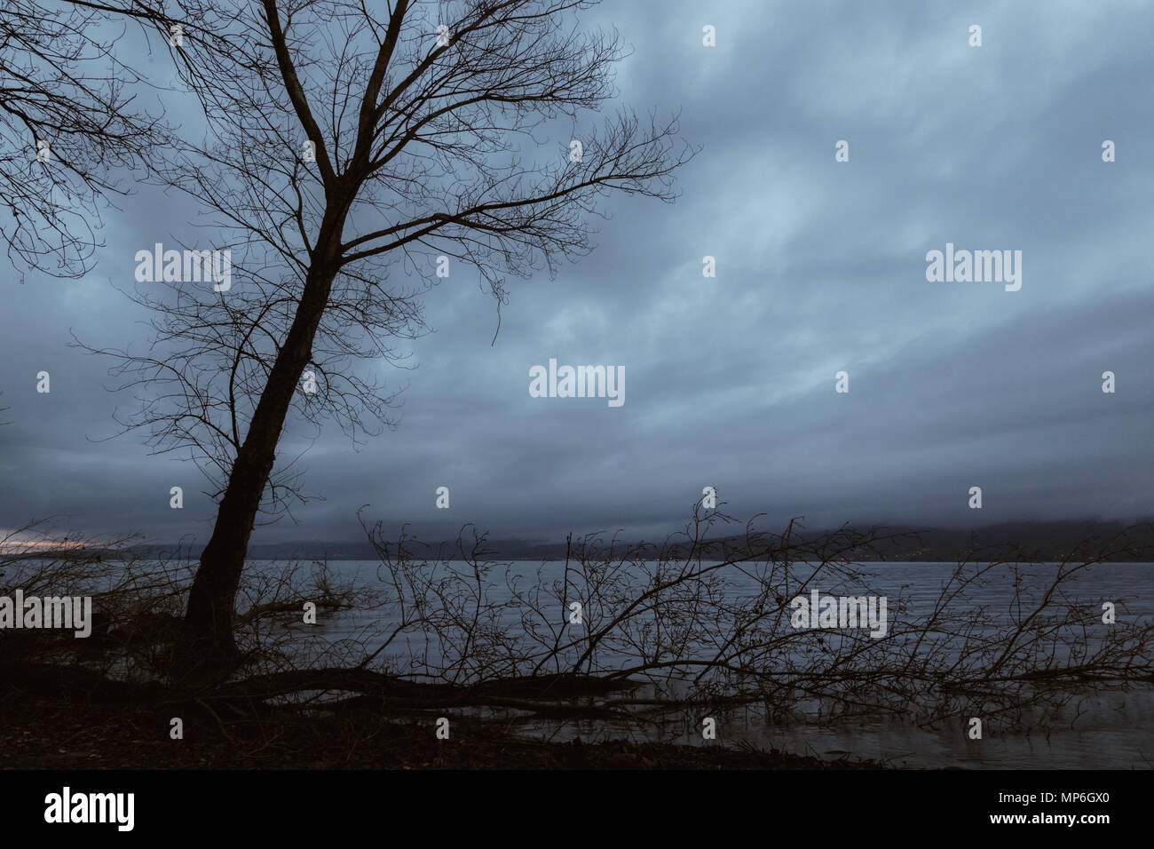 Skeletal and fallen trees on a lake shore, beneath a moody sky Stock ...