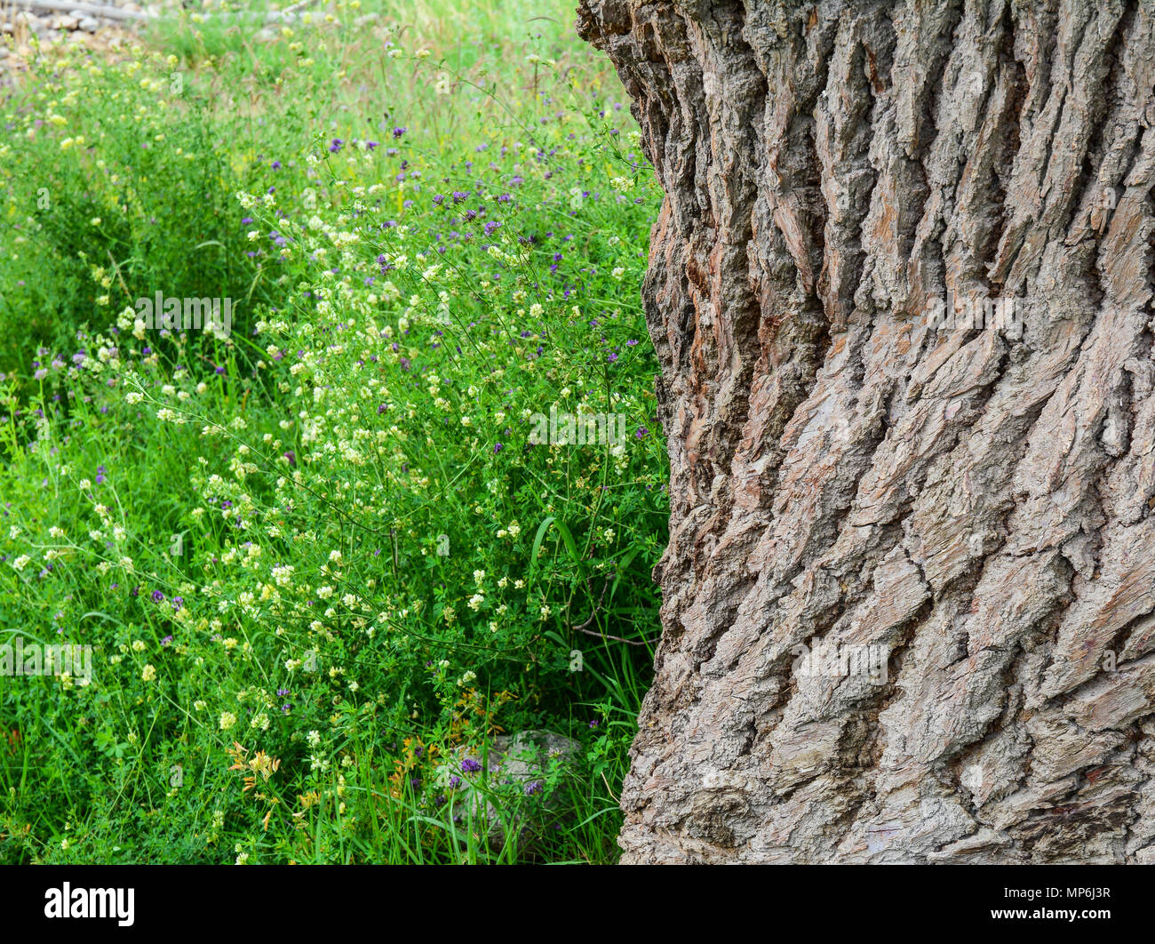 Apple Tree At Ladakh High Resolution Stock Photography and Images - Alamy