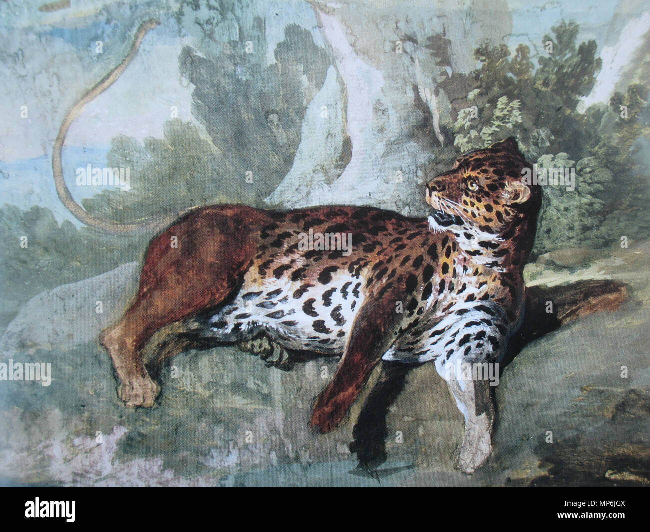 Oudry leopard hi-res stock photography and images - Alamy