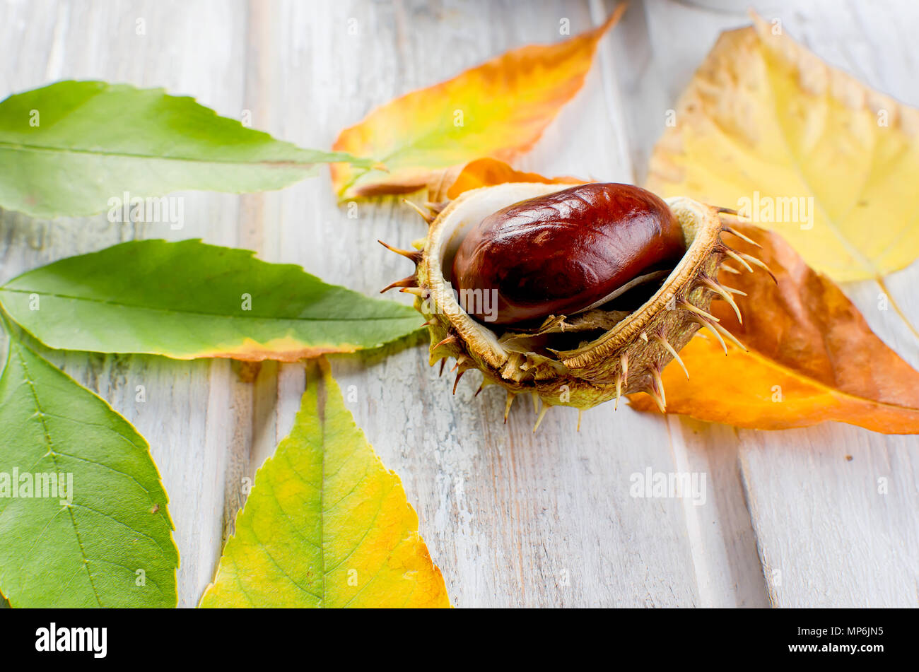 chestnut in the shell and autumnal fallen maple leaves on the wooden ...