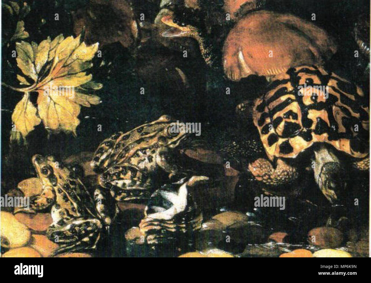 Rettili . detail . 17th century. 1162 Tartapittura Stock Photo - Alamy