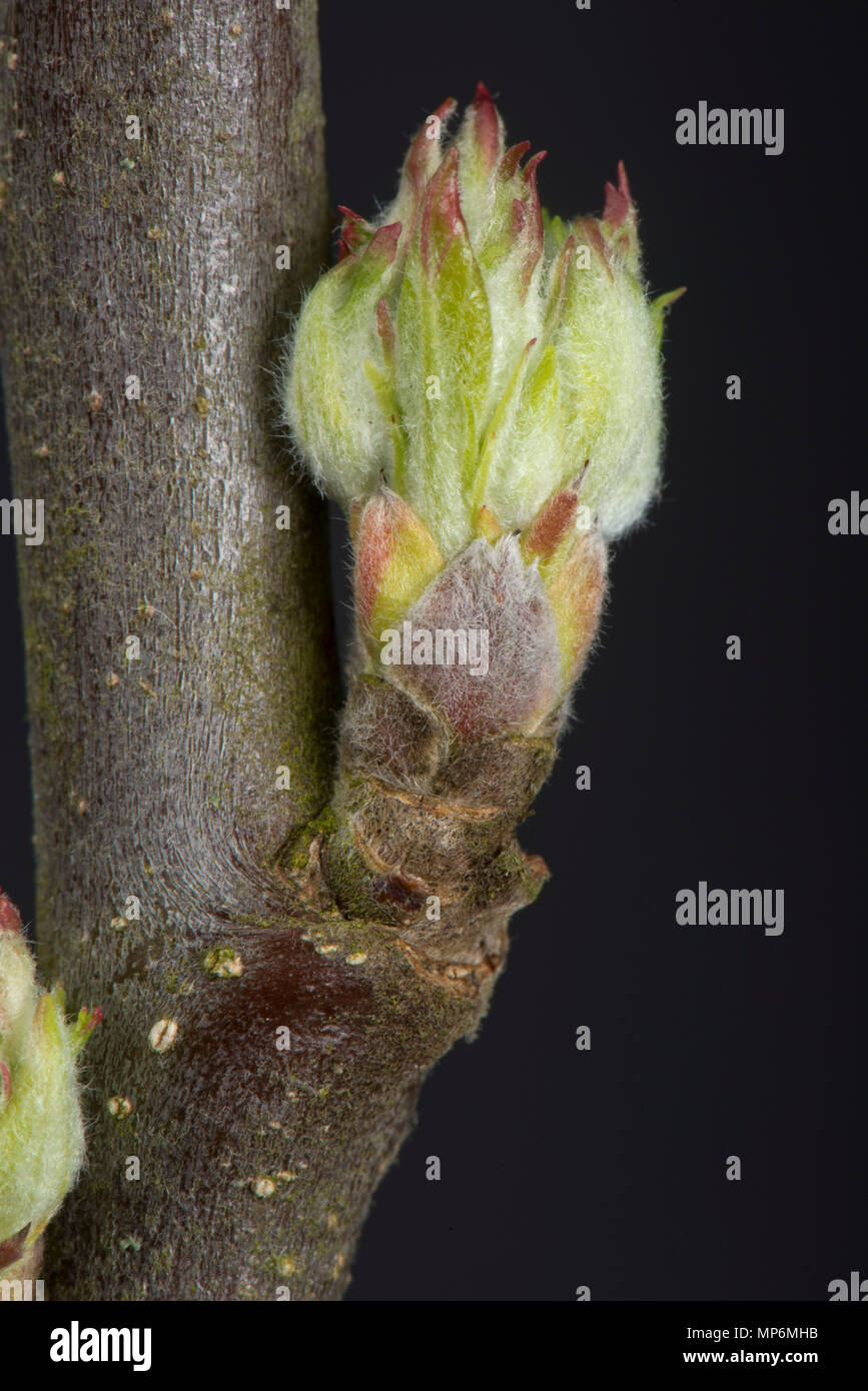 Wood apple leaf hi-res stock photography and images - Alamy