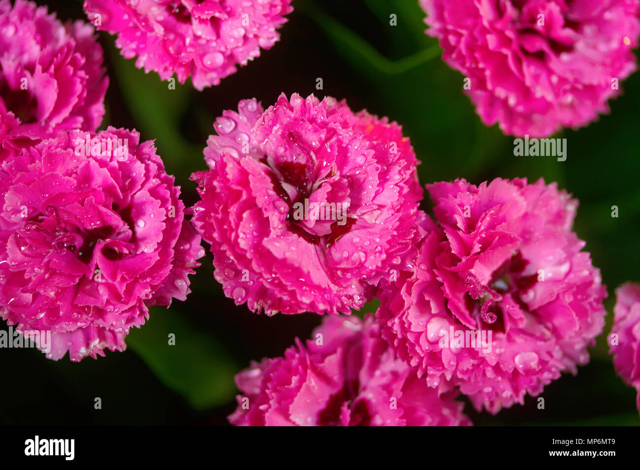 Carnation pink color hi-res stock photography and images - Alamy