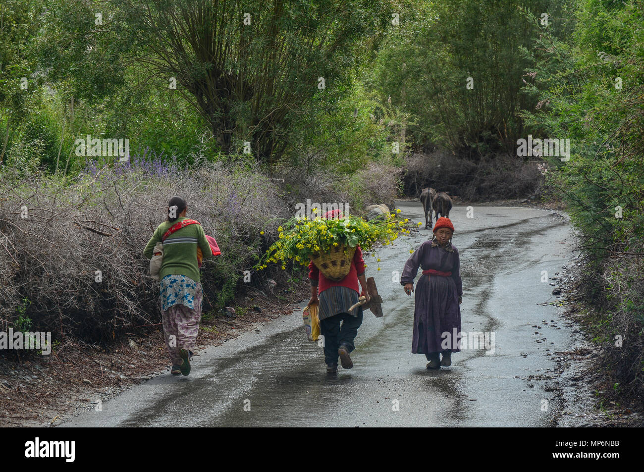 Ladakh, India - Jul 18, 2015. Tibetan people walking on rural road in ...