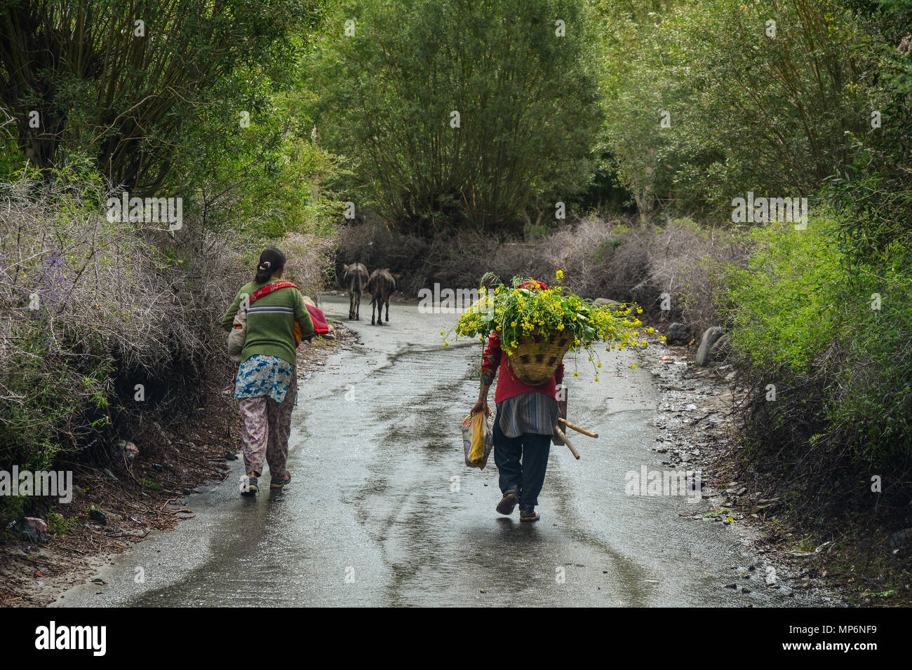 Tibetan people walking on rural road in Ladakh, India. Ladakh is the ...