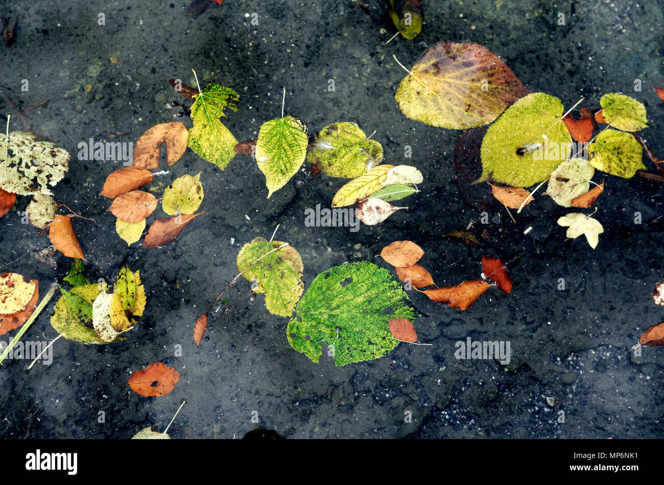 colorful autumn leaves in a puddle Stock Photo - Alamy