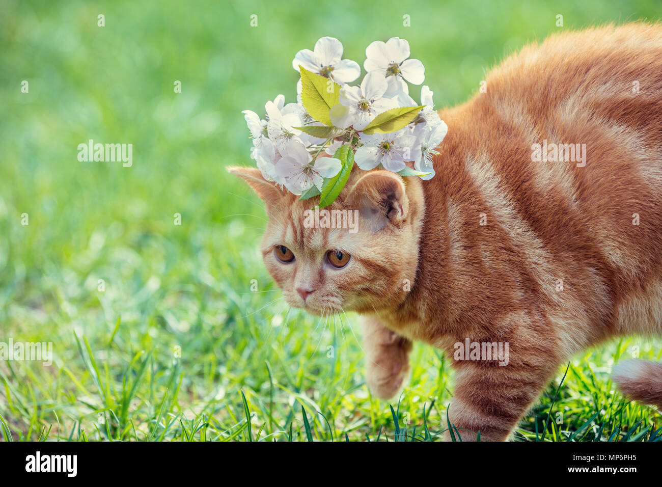 Portrait of a cute little red kitten with cherry flowers on the head ...