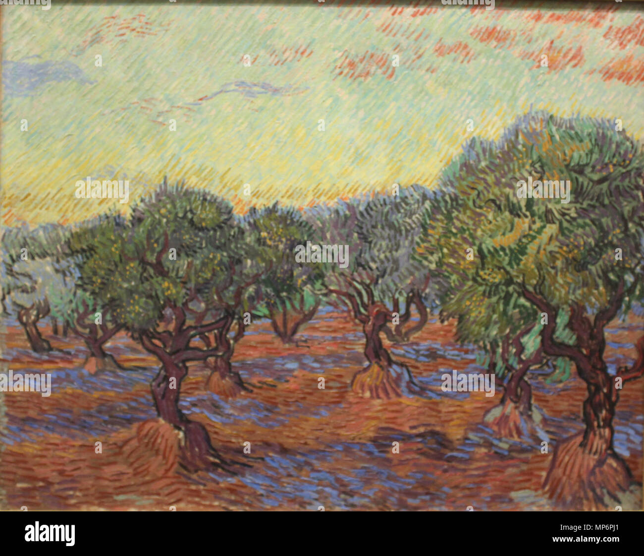 Olive grove saint remy hi-res stock photography and images - Alamy