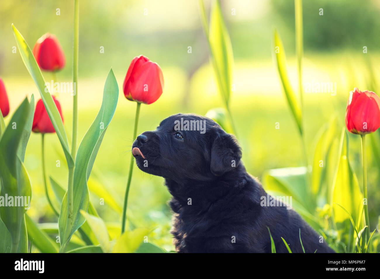 Labrador retriever puppy wearing dandelion wreath, sitting in the grass ...