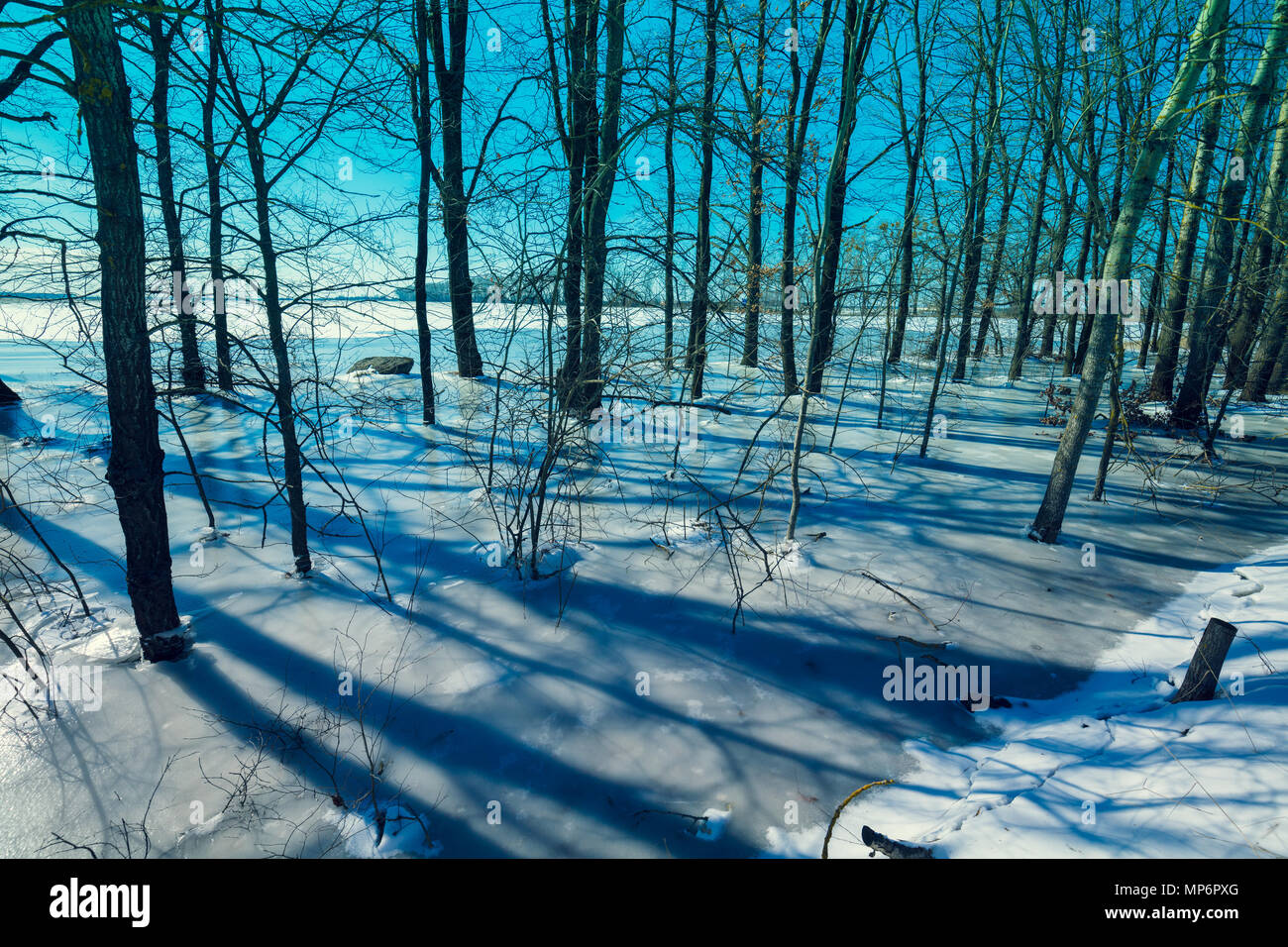 Edge of forest in winter. Floodplain forest. Trees in frozen water ...