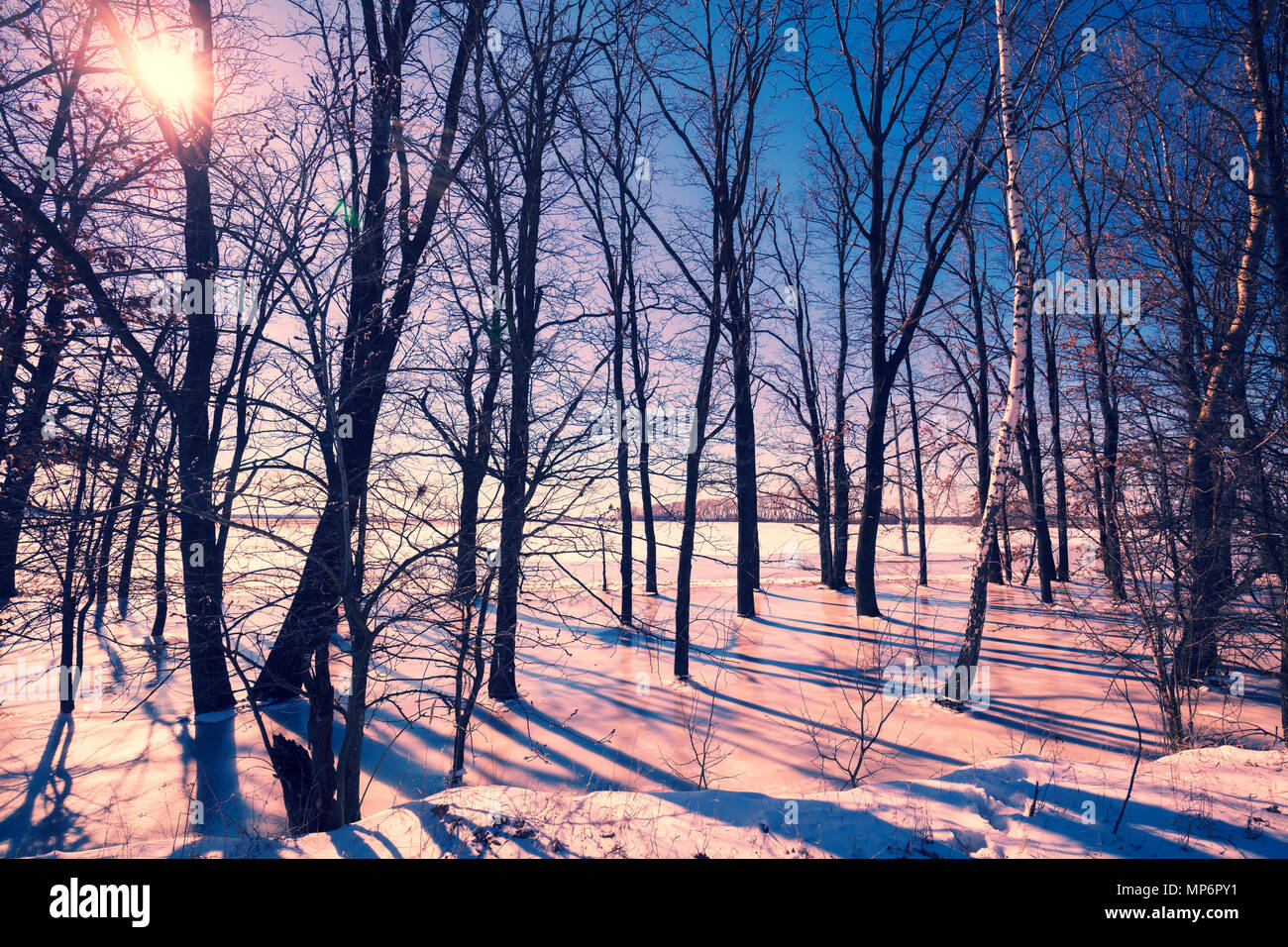 Edge of forest in winter. Floodplain forest. Trees in frozen water at ...