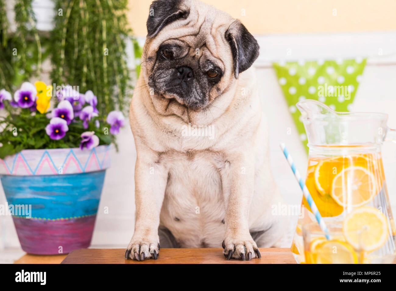 Hungry Pug High Resolution Stock Photography and Images - Alamy