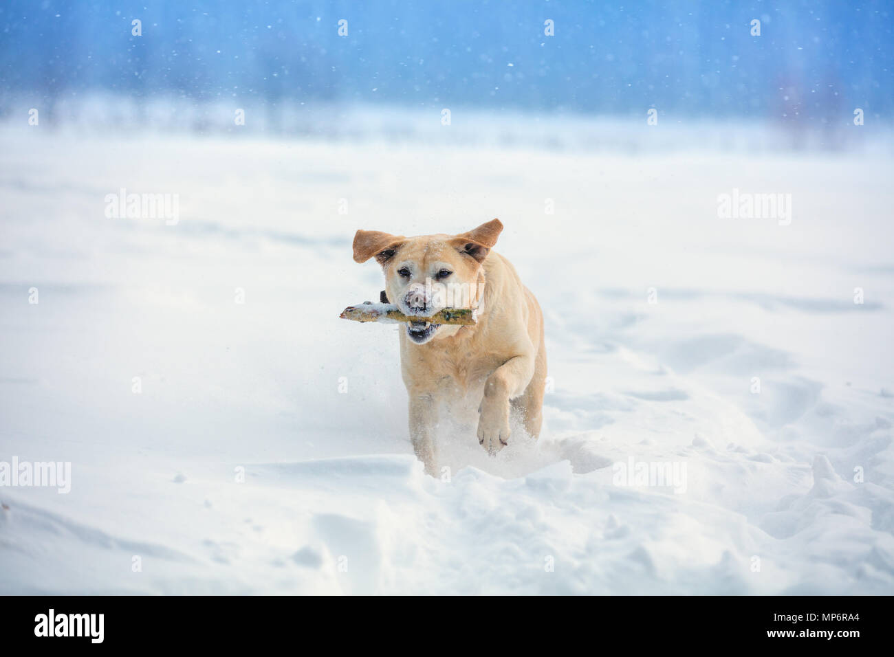 Labrador retriever dog executes the command "aport". The dog walks ...