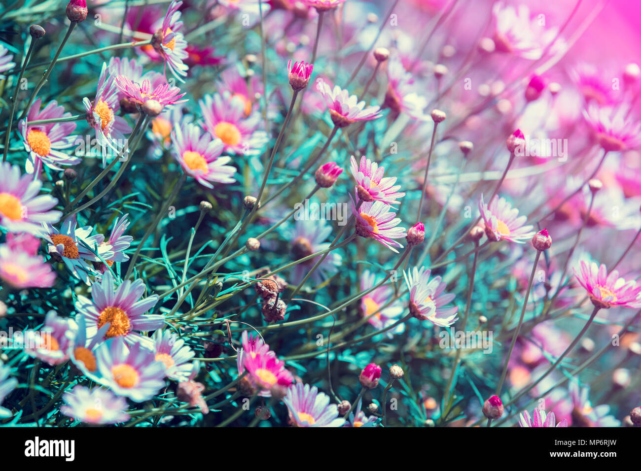 Floral color gradient hi-res stock photography and images - Alamy