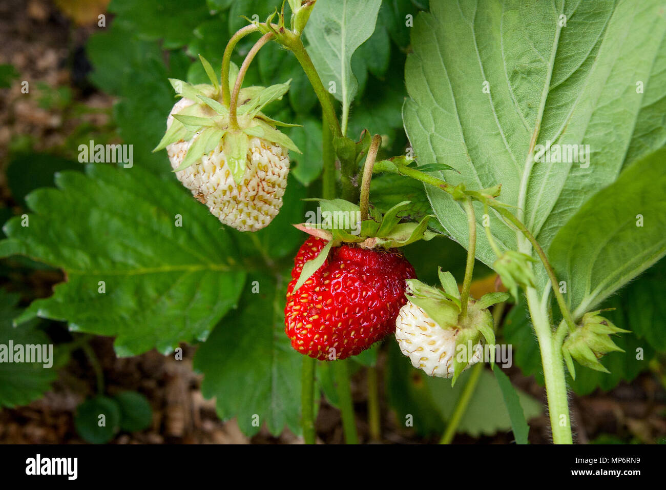 Strawberries plant hi-res stock photography and images - Alamy