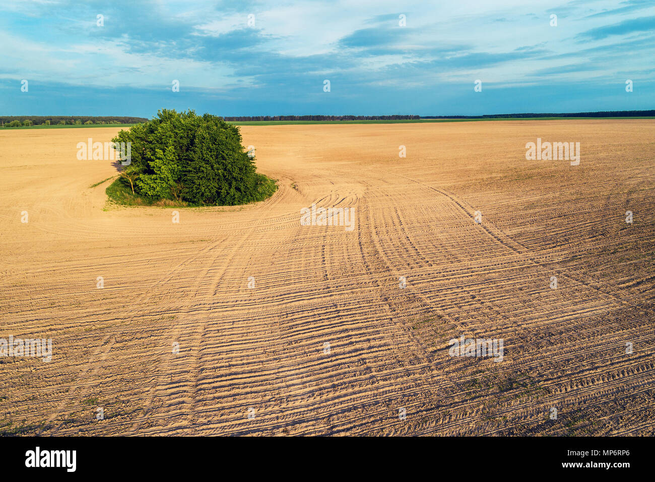 Aerial view of the arable field in spring. Trees in the middle of a ...