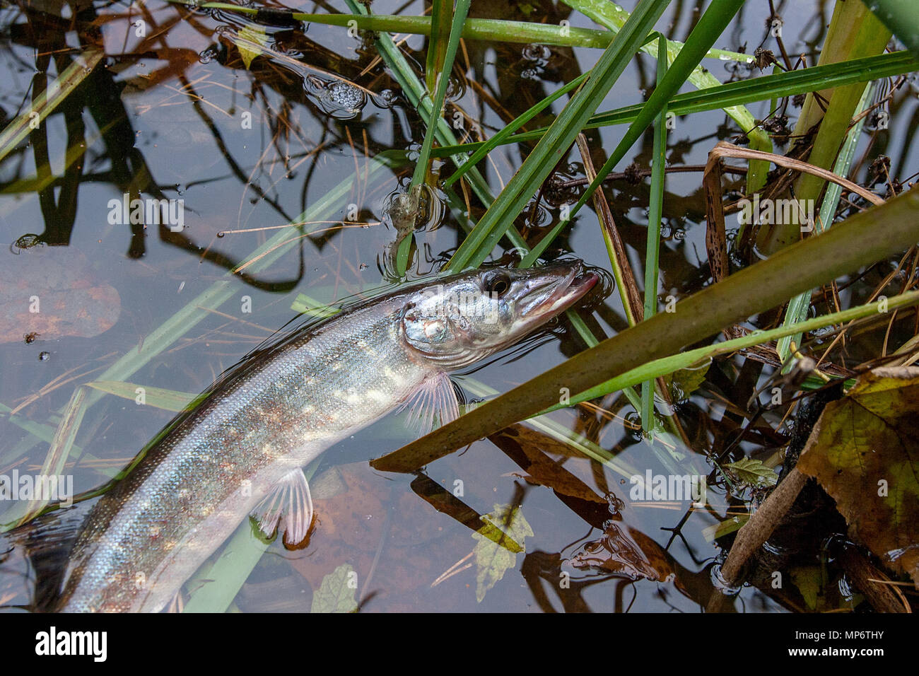 Freshwater Northern pike fish know as Esox Lucius in the water. Fishing ...