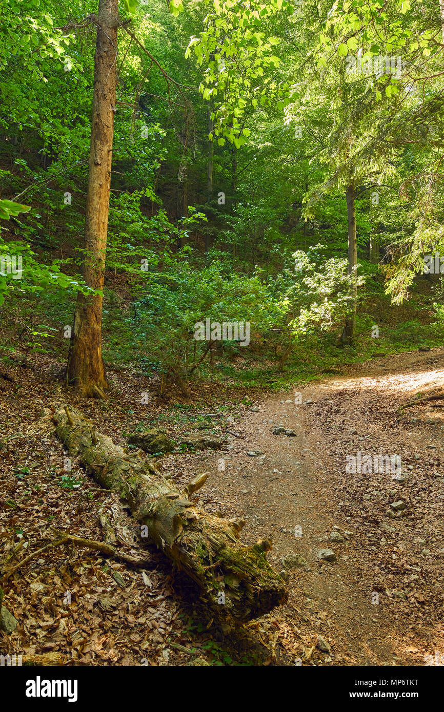 Deciduous forest with big trees and a hiking trail Stock Photo - Alamy