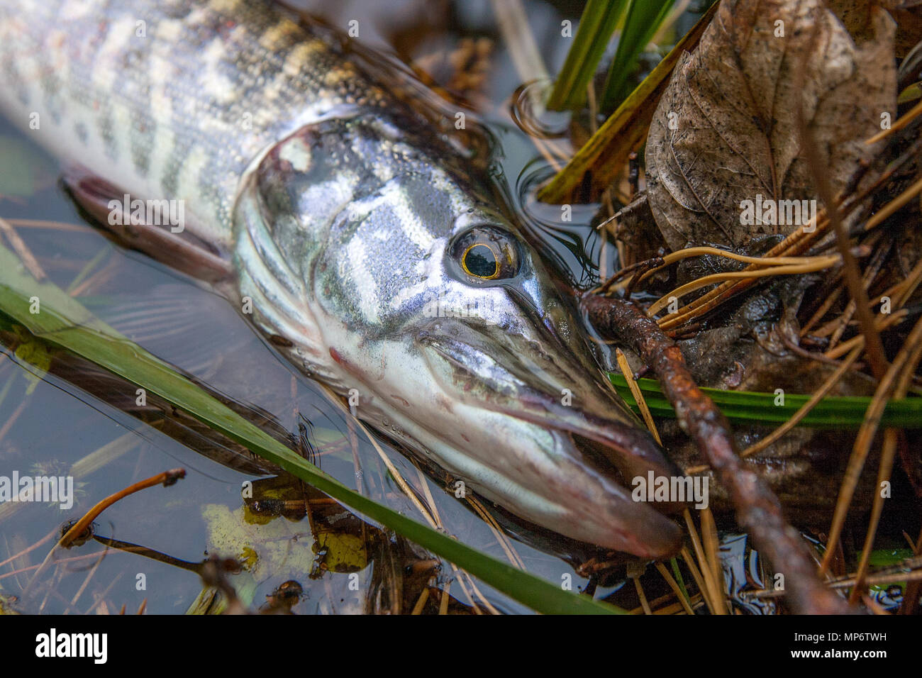 Freshwater Northern pike fish know as Esox Lucius in the water. Fishing ...